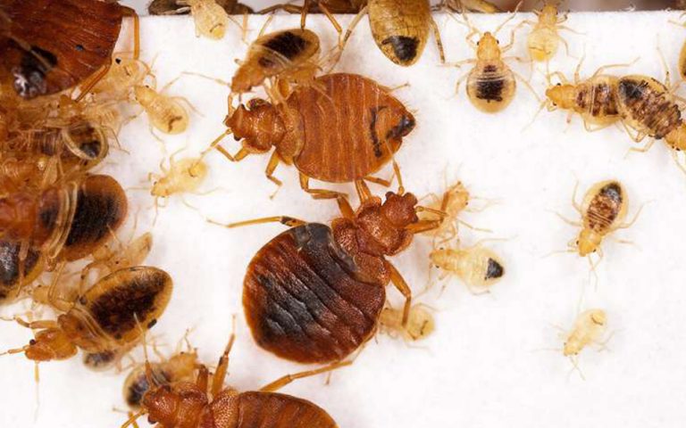 Bed Bug Control and Exterminatrors Vancouver | Phantom Pest Control
